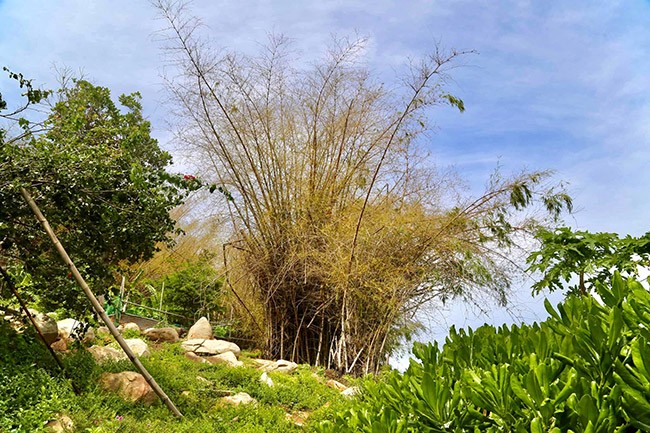 Bí ẩn loài hoa "Trăm năm mới nở một lần"